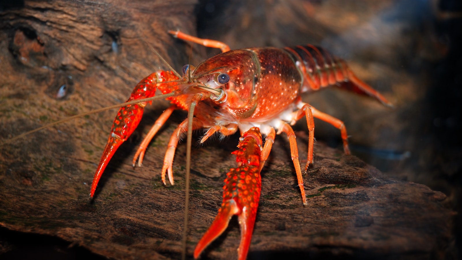 Red Swamp Crawfish BREC s Baton Rouge Zoo red-swamp-crawfish-brec-s-baton-rouge-zoo